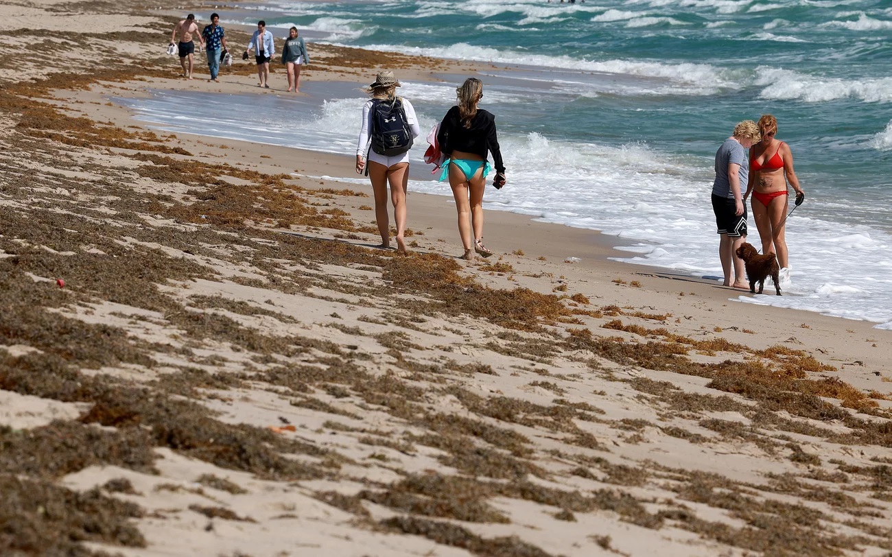 Will there be seaweed, red tide on Florida beaches for Spring Break ...